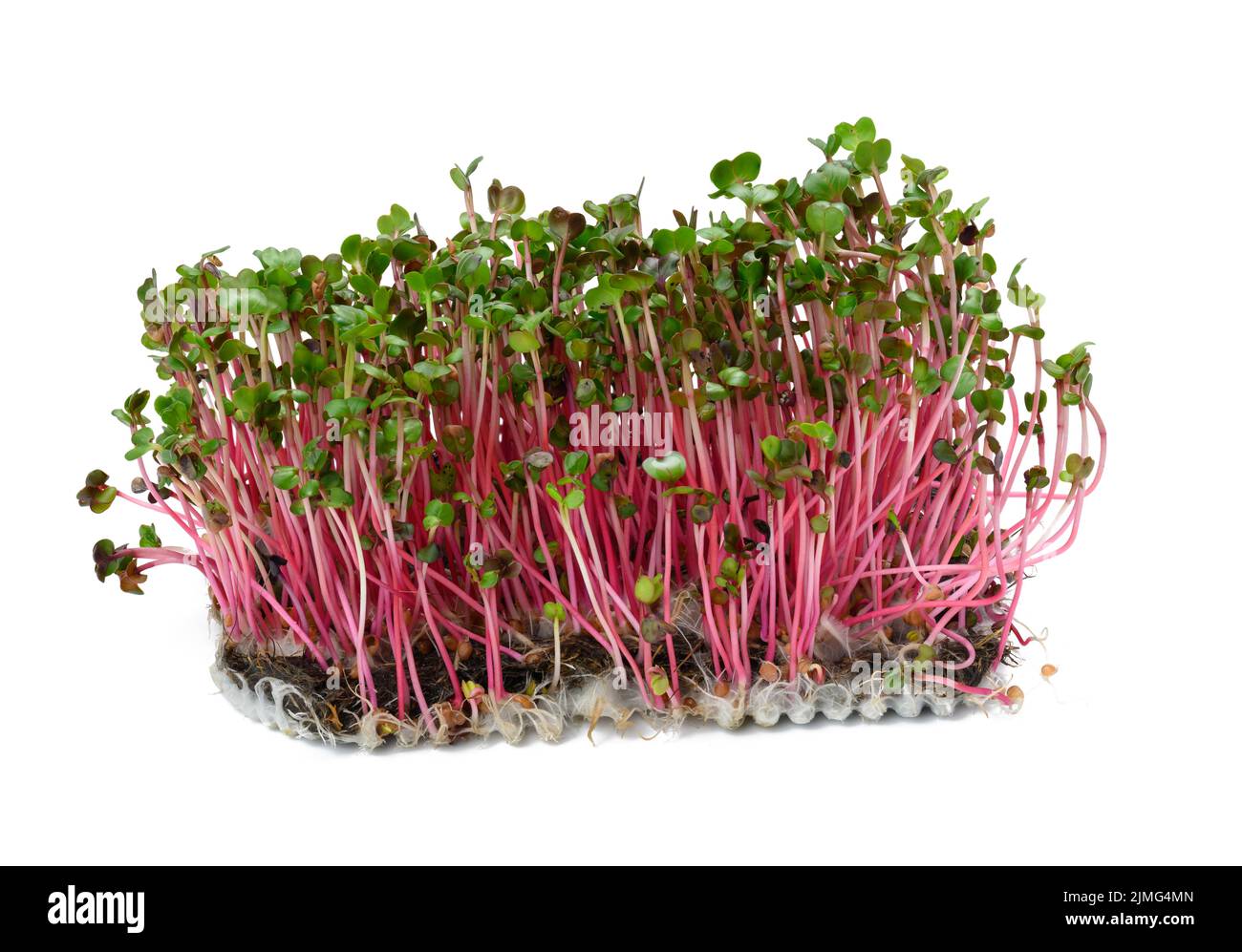 Red radish seedling Cut Out Stock Images & Pictures - Alamy