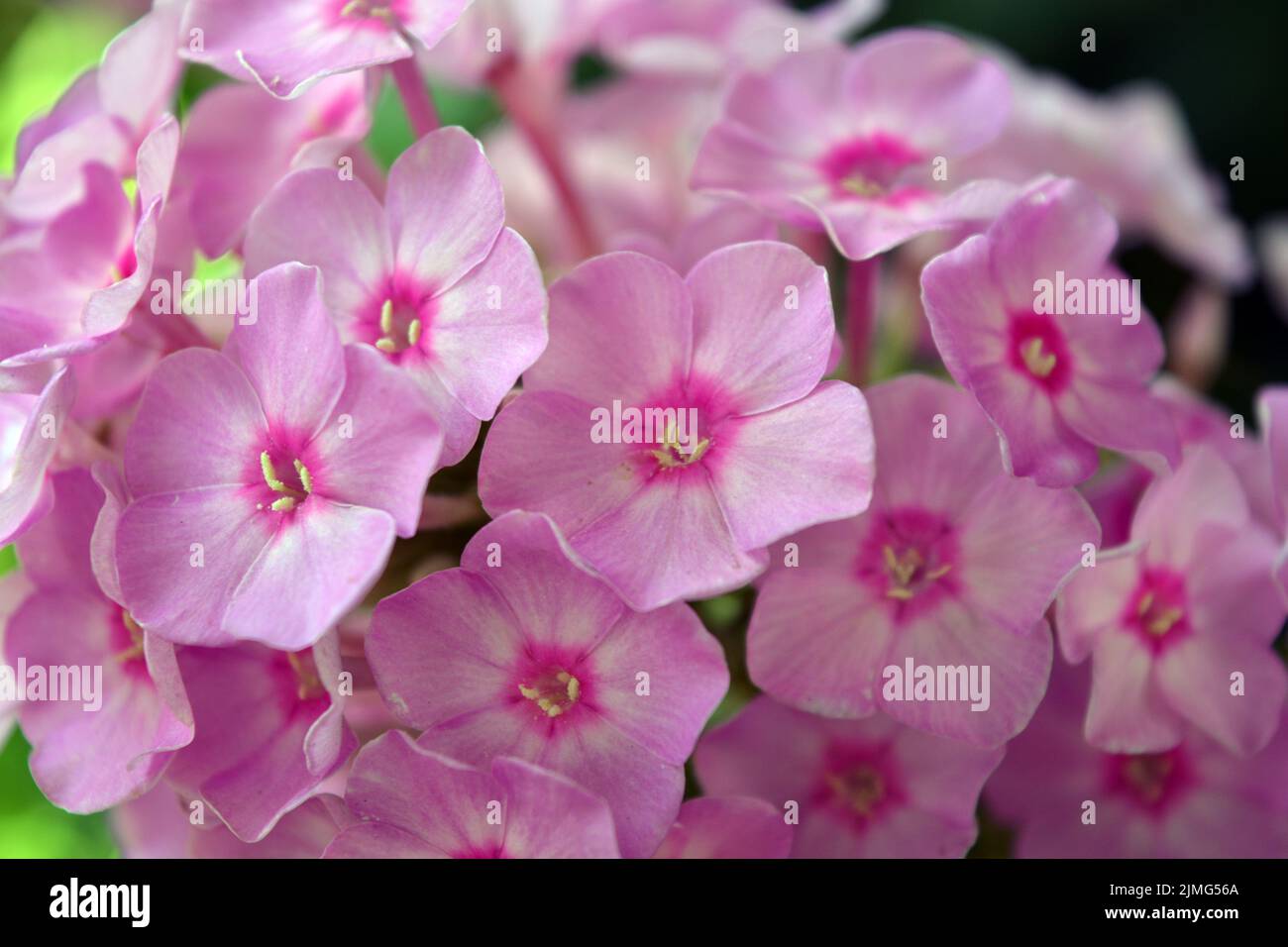 Many bright unforgettable small flowers of crimson, pink, white-pink ...