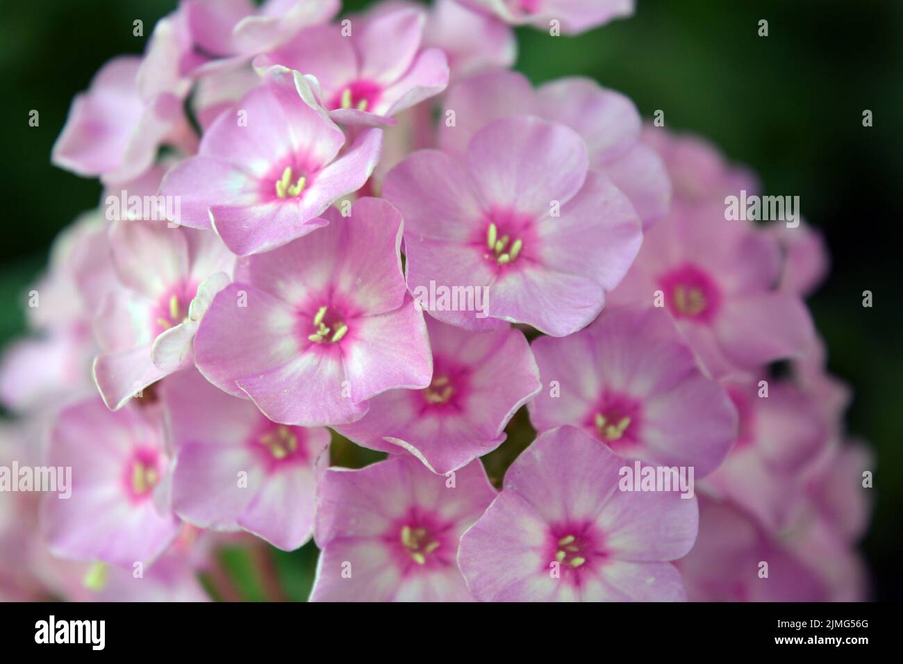 Many bright unforgettable small flowers of crimson, pink, white-pink ...