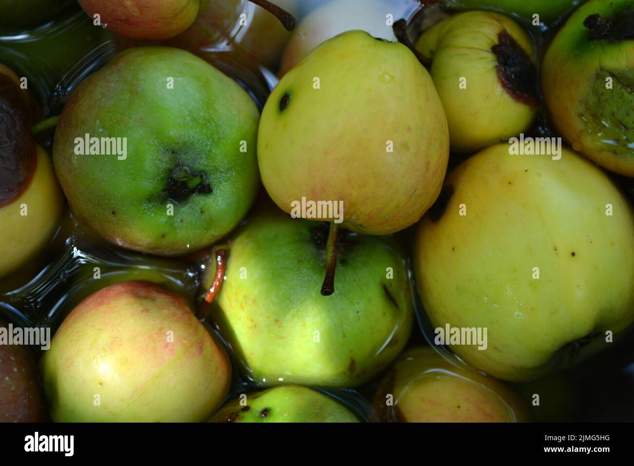 The first juicy small green apples with red, yellow, dark spots float ...