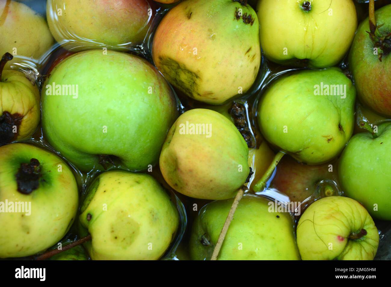 The first juicy small green apples with red, yellow, dark spots float ...