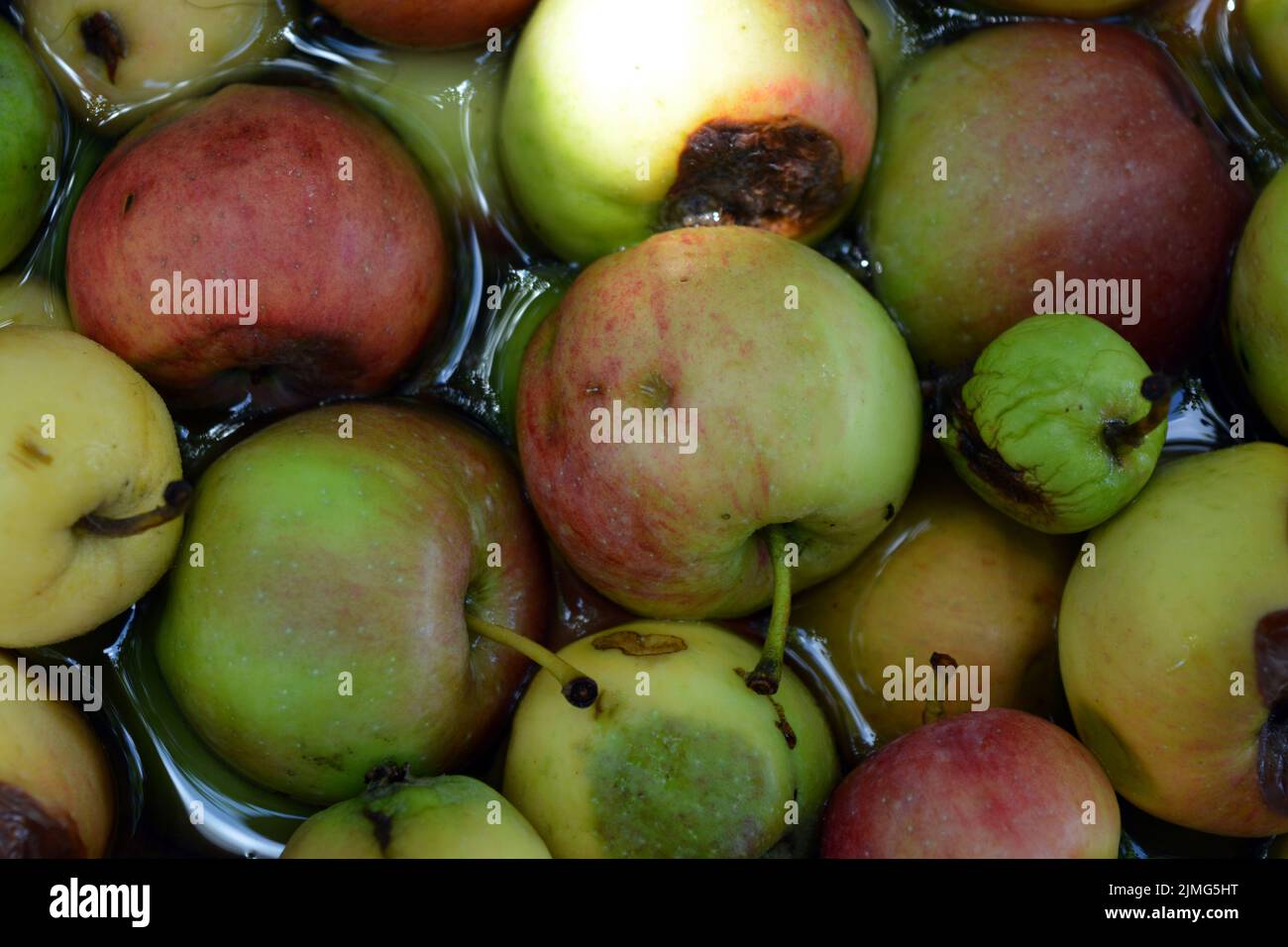 The first juicy small green apples with red, yellow, dark spots float ...