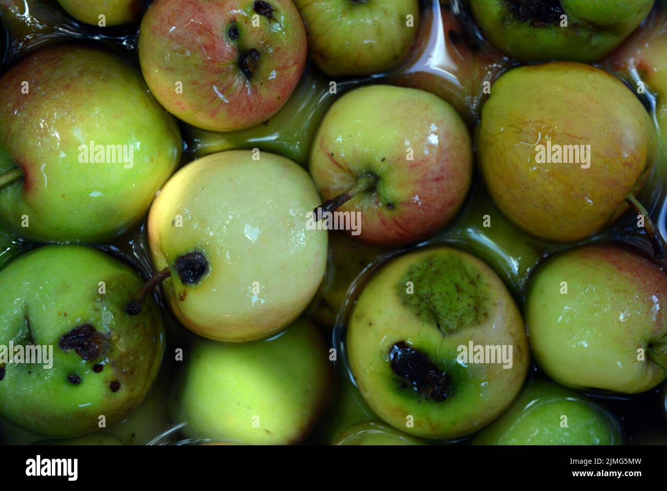 The first juicy small green apples with red, yellow, dark spots float ...