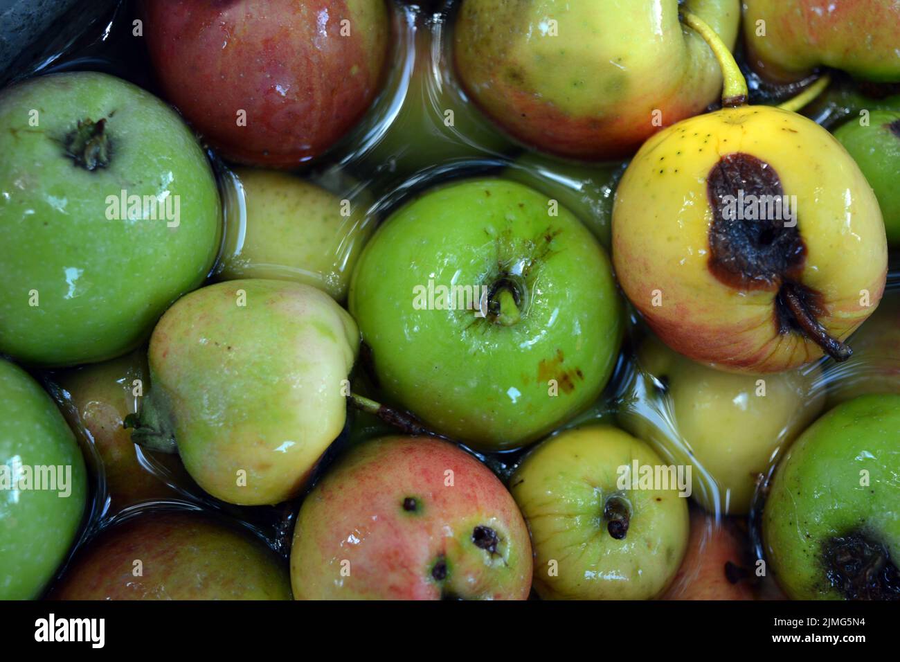 The first juicy small green apples with red, yellow, dark spots float ...