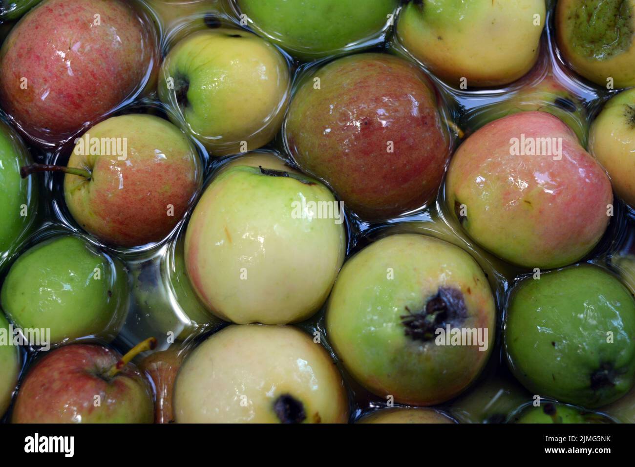 The first juicy small green apples with red, yellow, dark spots float ...