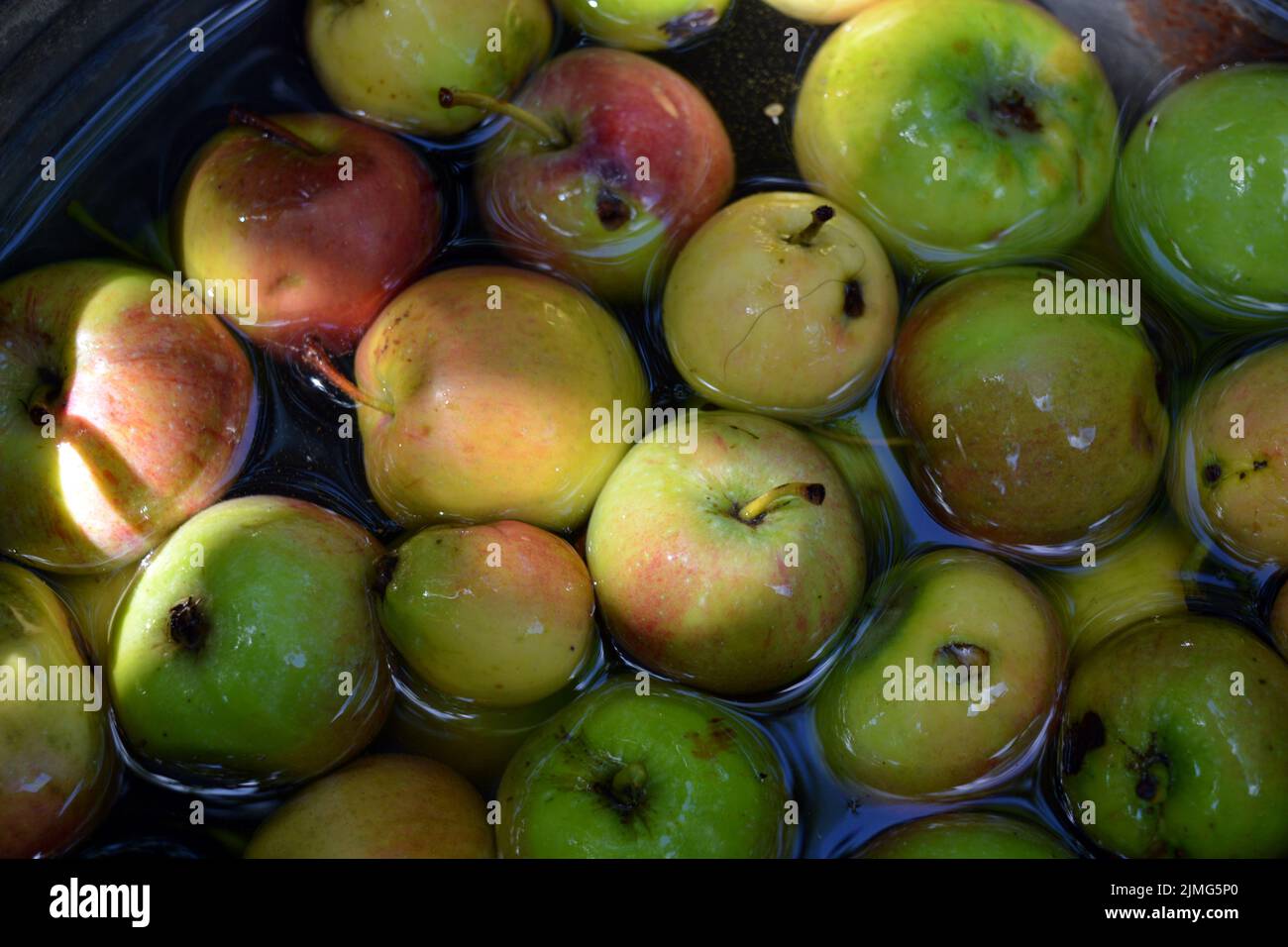 The first juicy small green apples with red, yellow, dark spots float ...