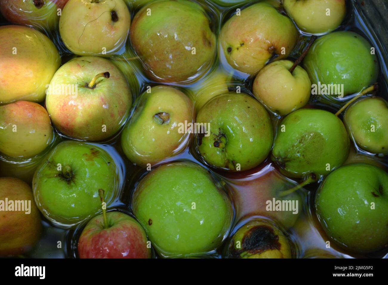 The first juicy small green apples with red, yellow, dark spots float ...