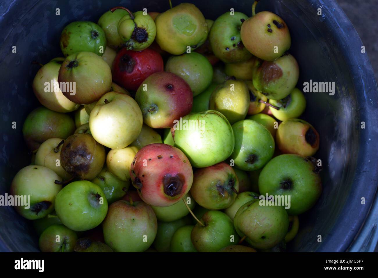 The first juicy small green apples with red, yellow, dark spots float ...