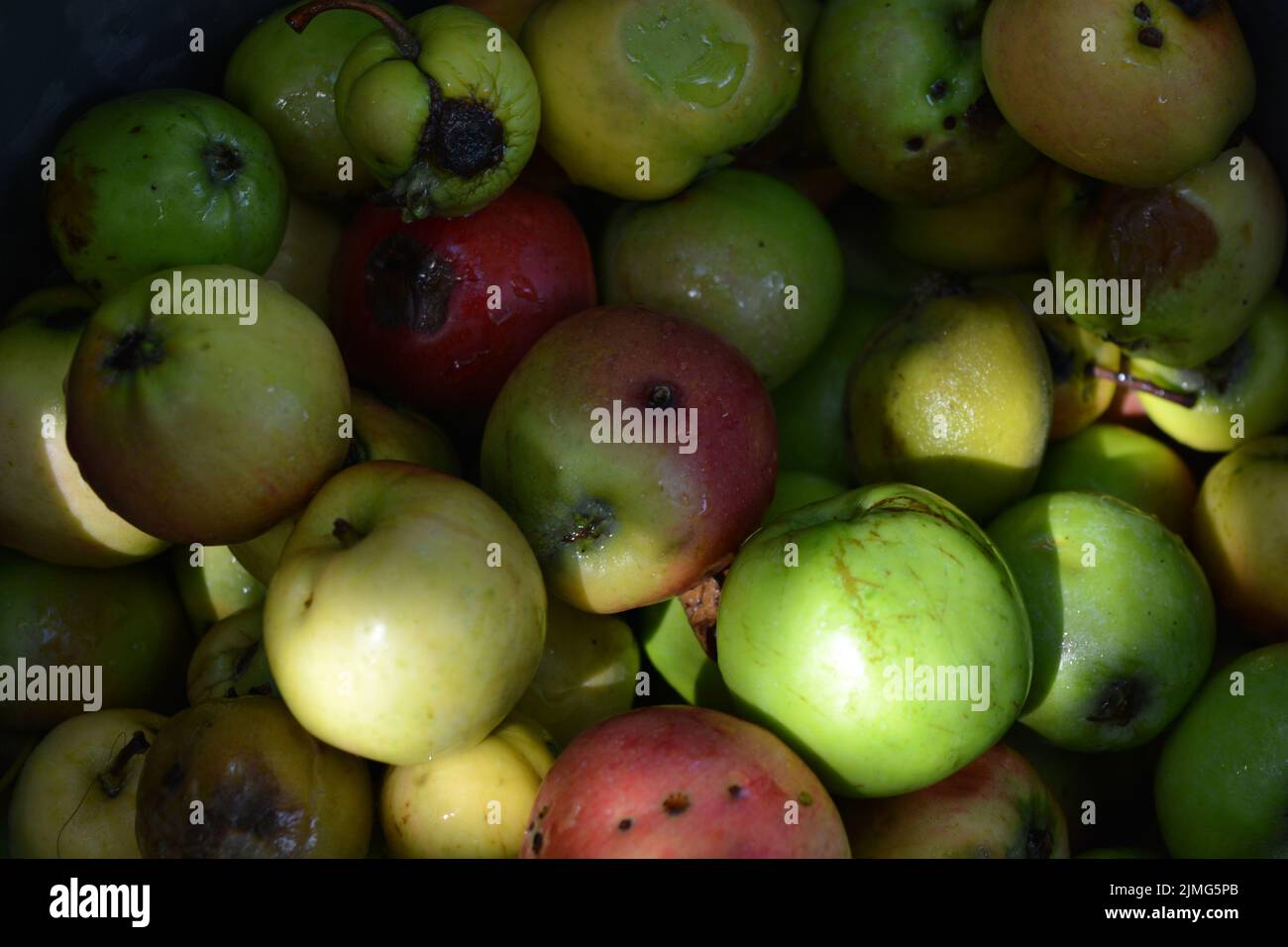 The first juicy small green apples with red, yellow, dark spots float in clear water. Young ...