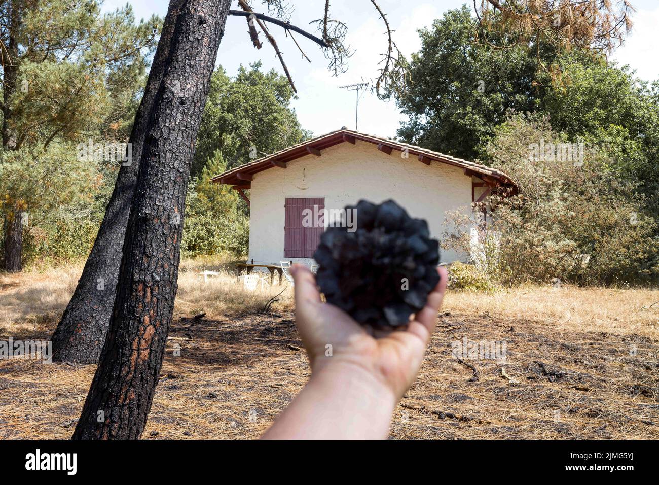 A burned maritime pine tree in front of an evacuated house. Traces of ...