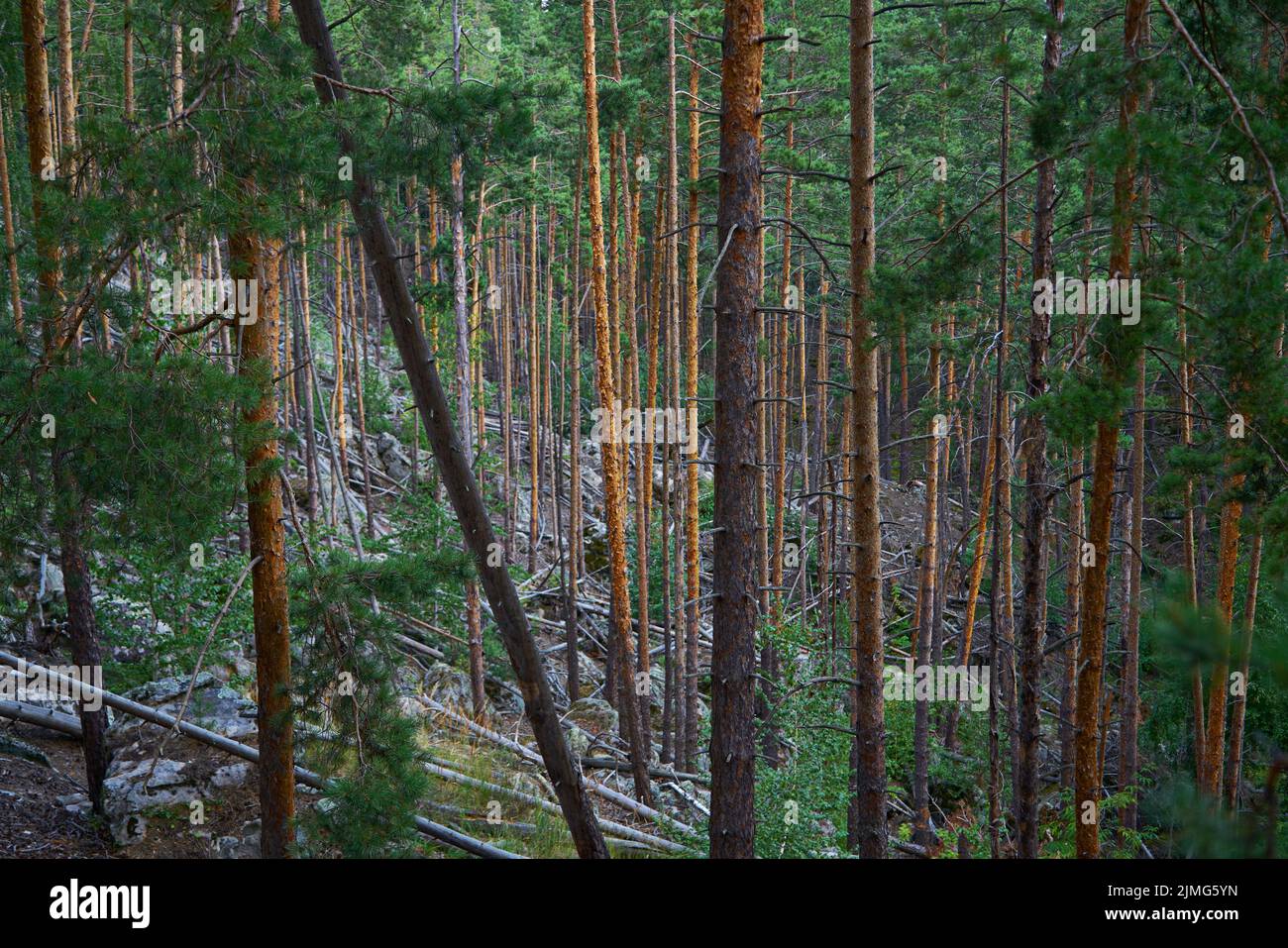 round rock formations attract climbers. sandstone rock towers polished ...