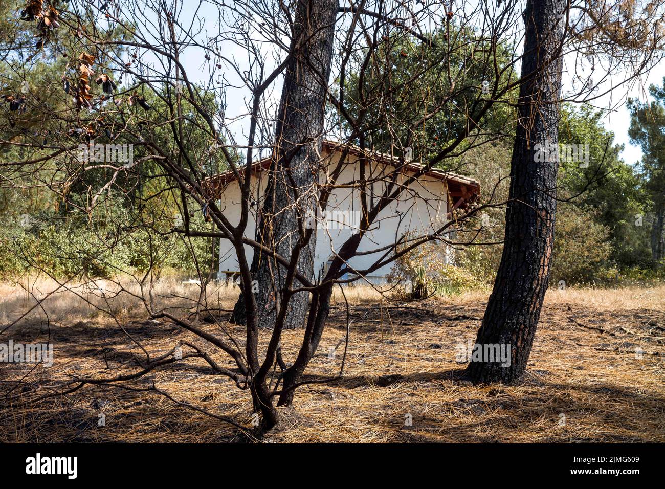 Trees and maritime pines burned by the fire with an evacuated house in ...