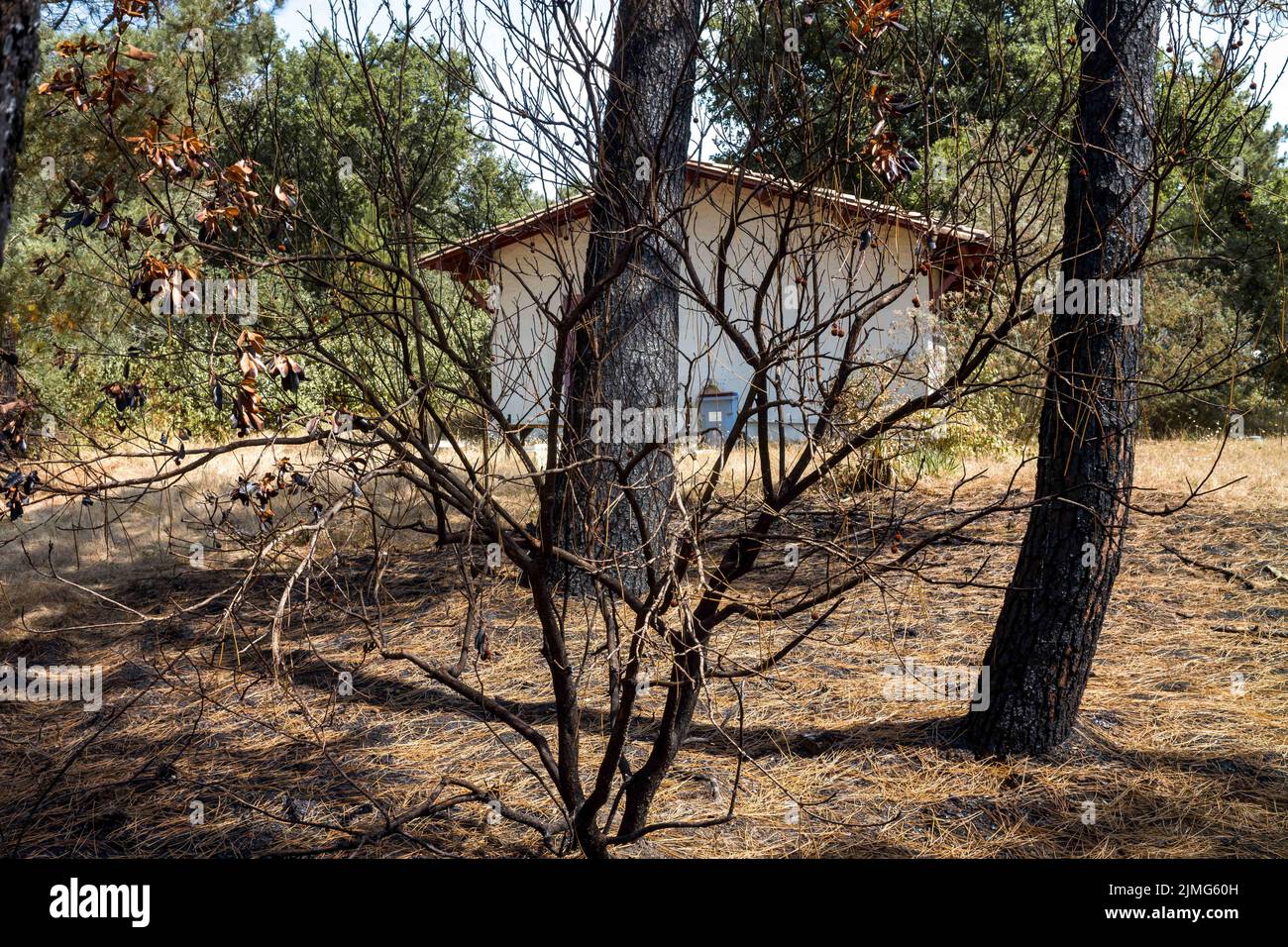 Trees and maritime pines burned by the fire with an evacuated house in ...