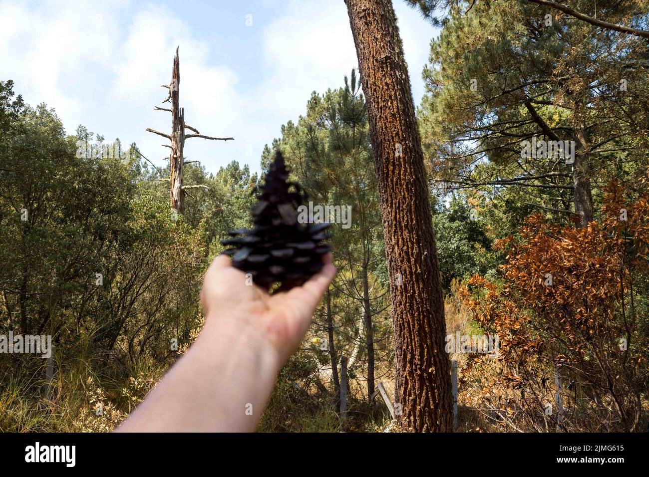 Patricia pine hi-res stock photography and images - Alamy