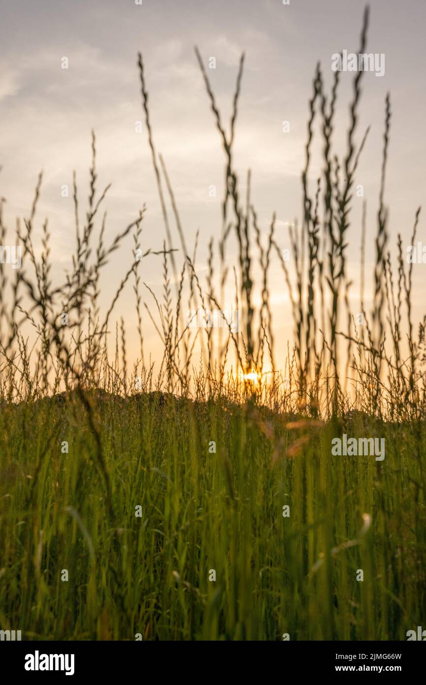 Wind blowing herb hi-res stock photography and images - Alamy