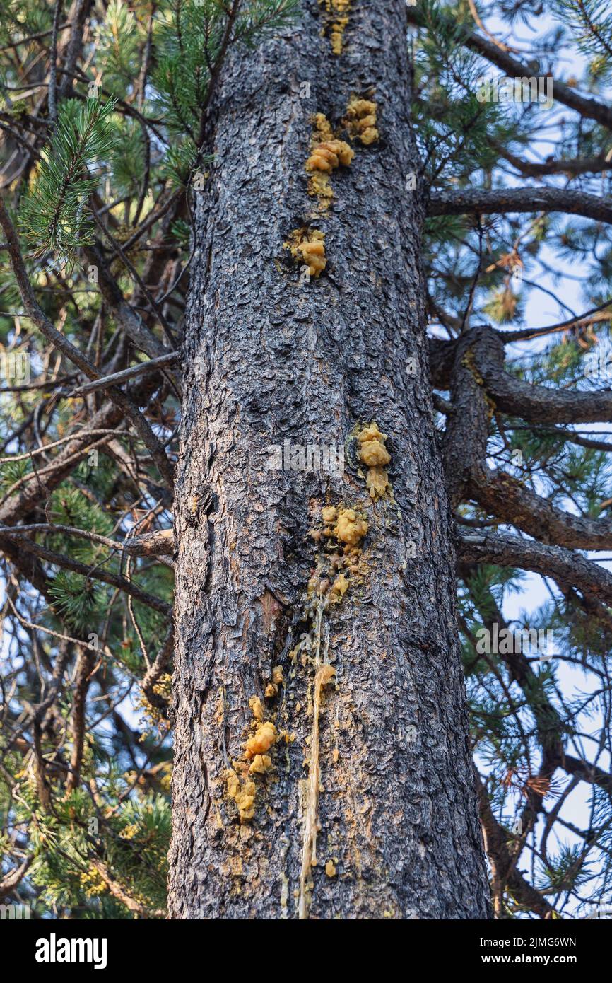 Blister pine hi-res stock photography and images - Alamy
