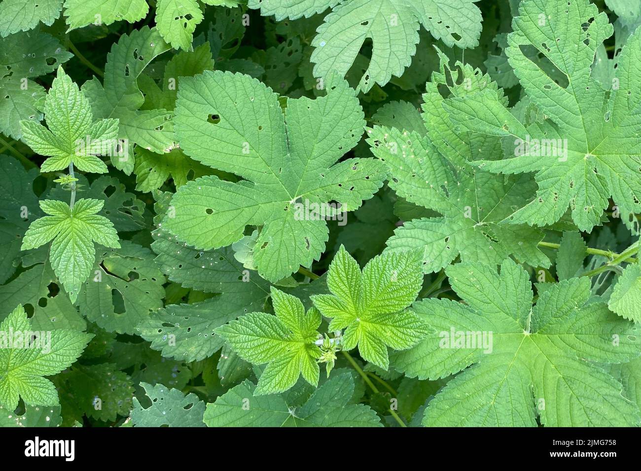 A large of green Japanese hop (Humulus japonicus) leaves background ...
