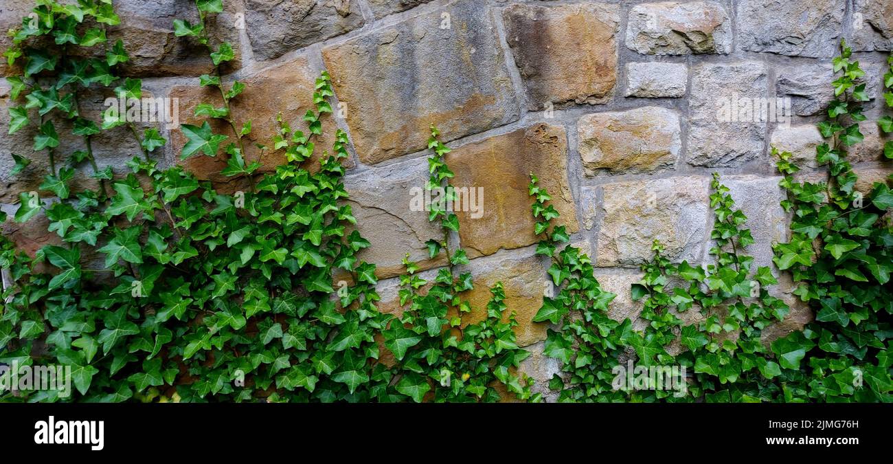 brick wall overgrown by ivy Stock Photo - Alamy