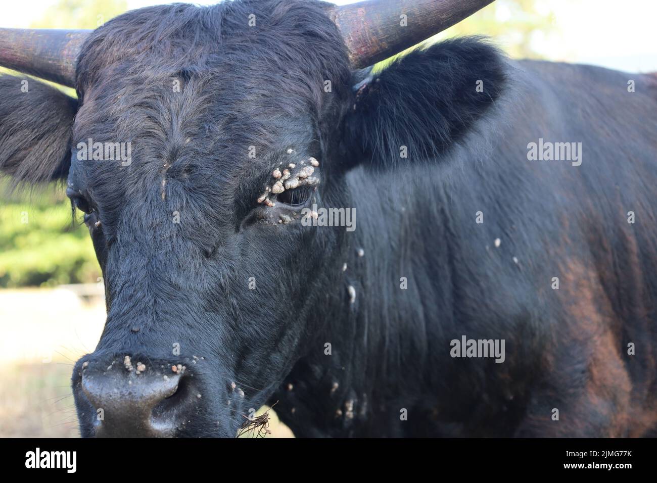 cow with warts, facial warts. cow warts Stock Photo - Alamy