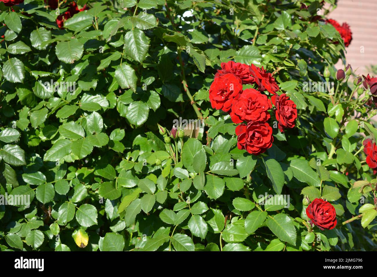 Growing roses isolated hi-res stock photography and images - Alamy