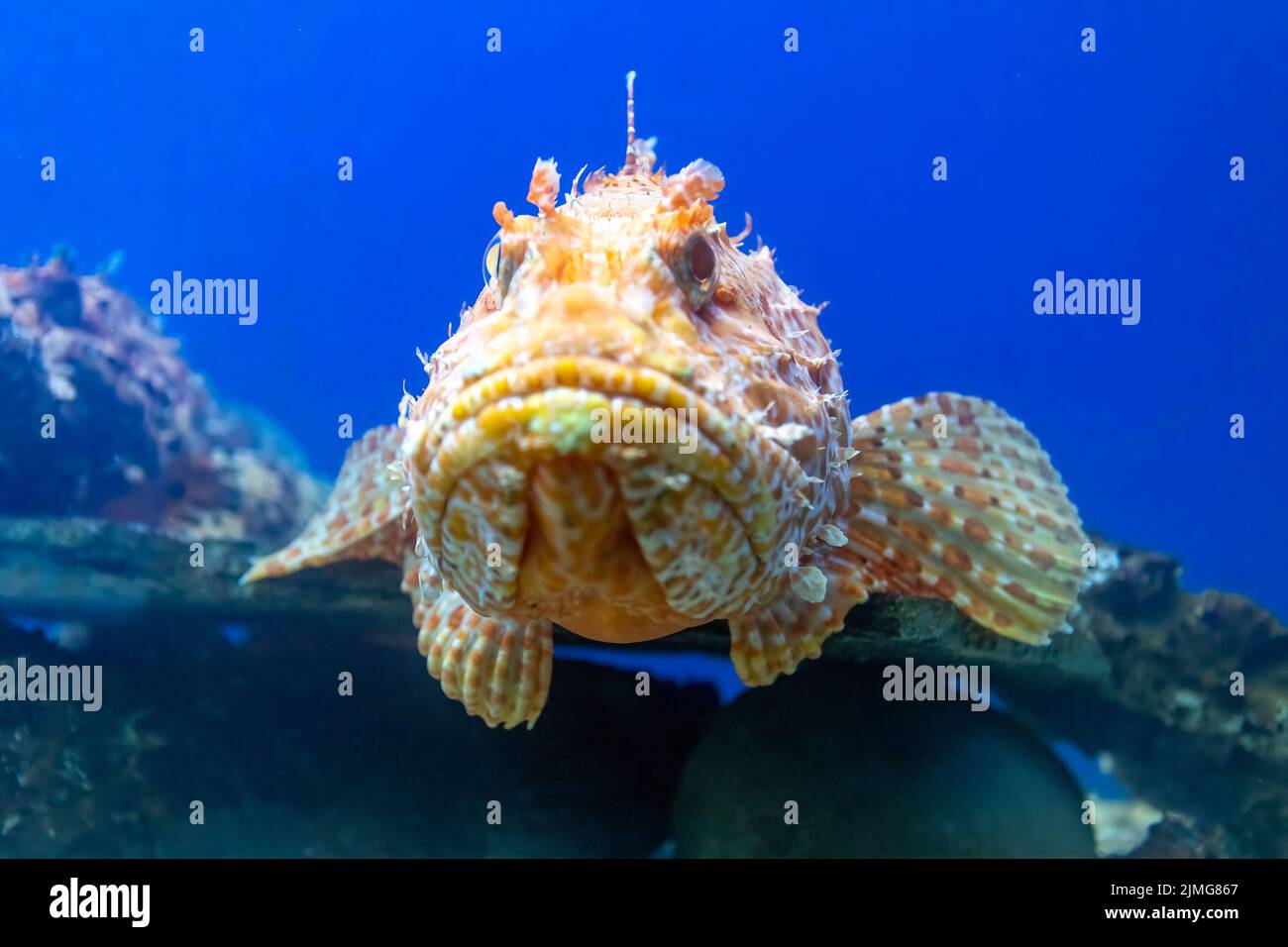 Very comon hi-res stock photography and images - Alamy