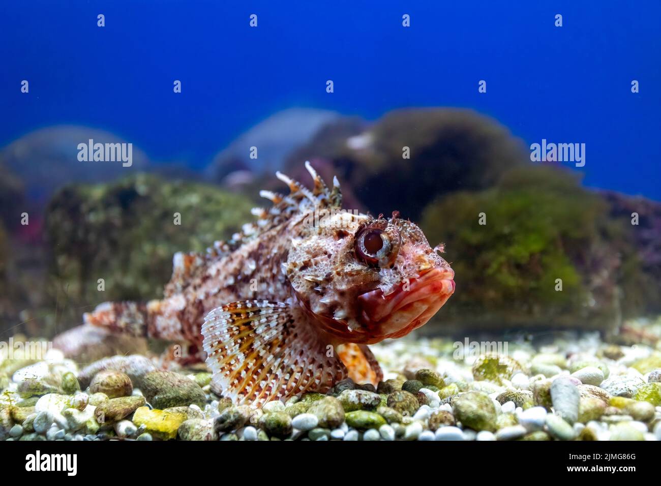 Streaked gurnard fish Stock Photo - Alamy