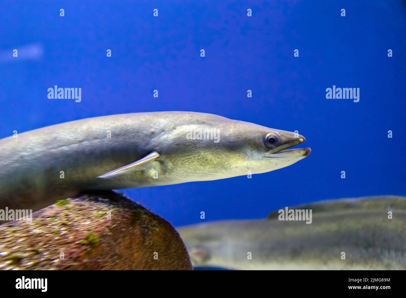Eel under sea water Stock Photo - Alamy