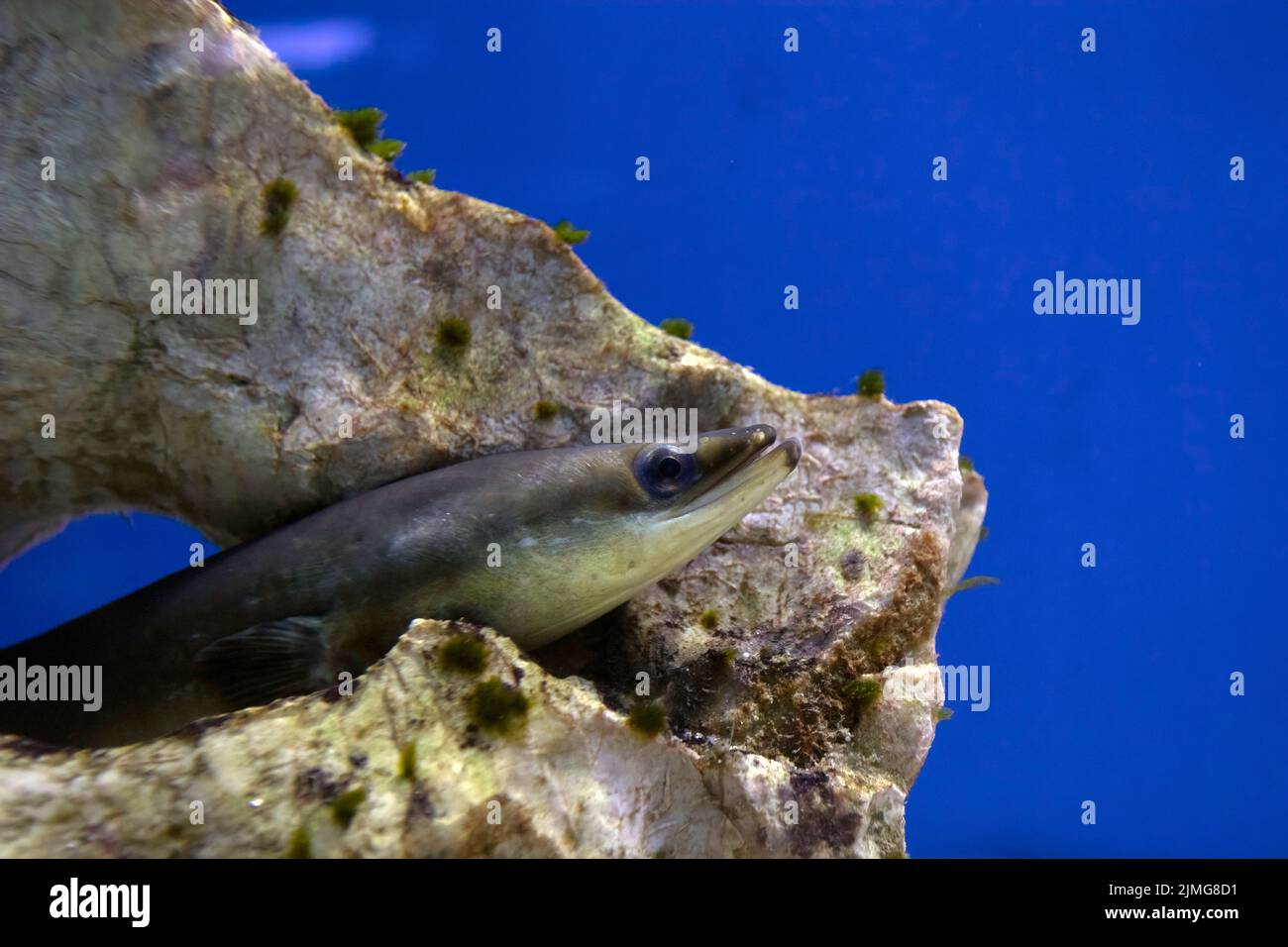 Eel under sea water Stock Photo - Alamy