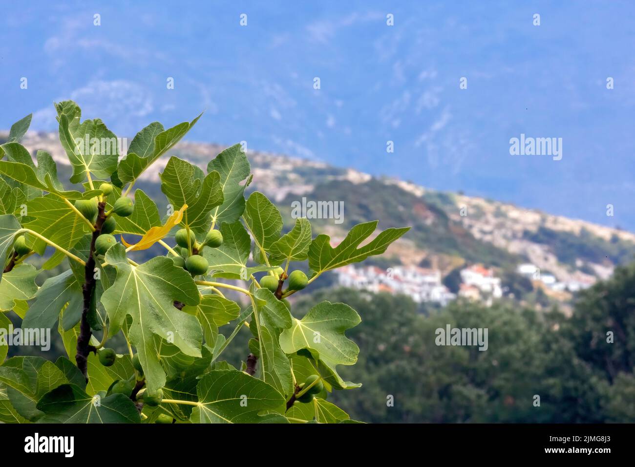 Fig tree in Mediterranean Stock Photo - Alamy