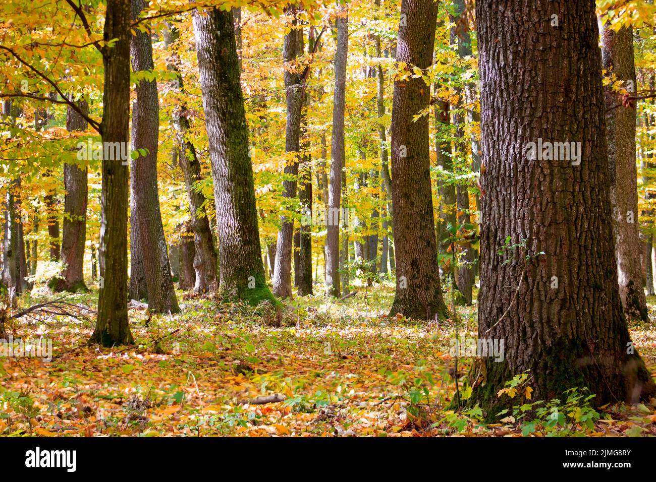Sunlight falling through trees hi-res stock photography and images - Alamy
