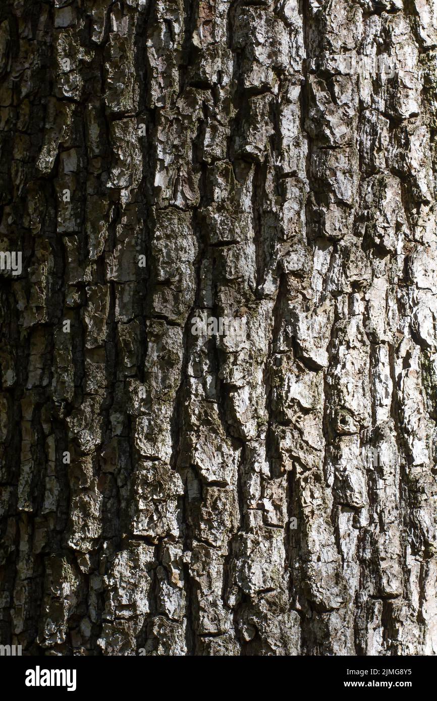 Tree bark texture with shadow and grident lighting Stock Photo - Alamy