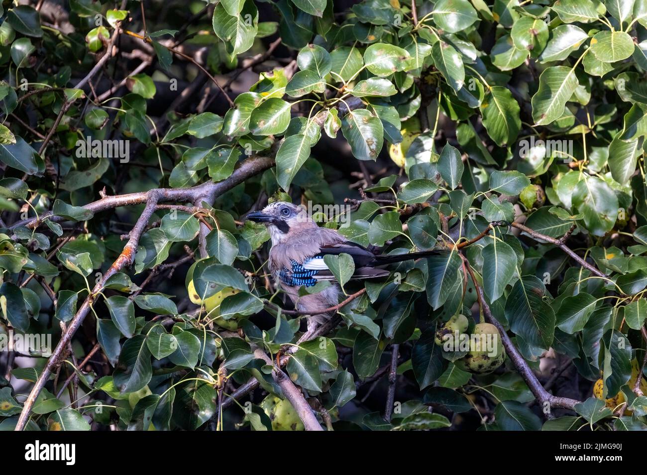 Jay in pear tree Stock Photo - Alamy