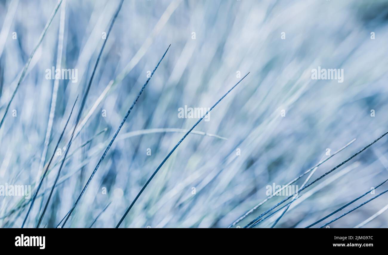 Texture, background, pattern of decorative grass Blue fescue. Blurred ...