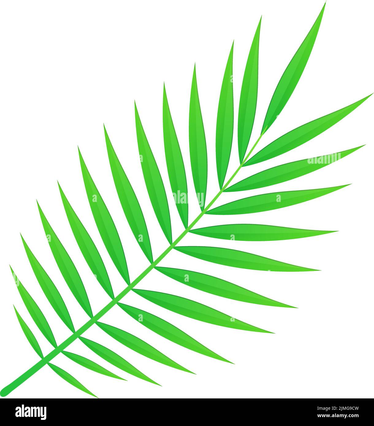 Summer exotic palm leaf foliage, tropical nature concept. Stock vector ...