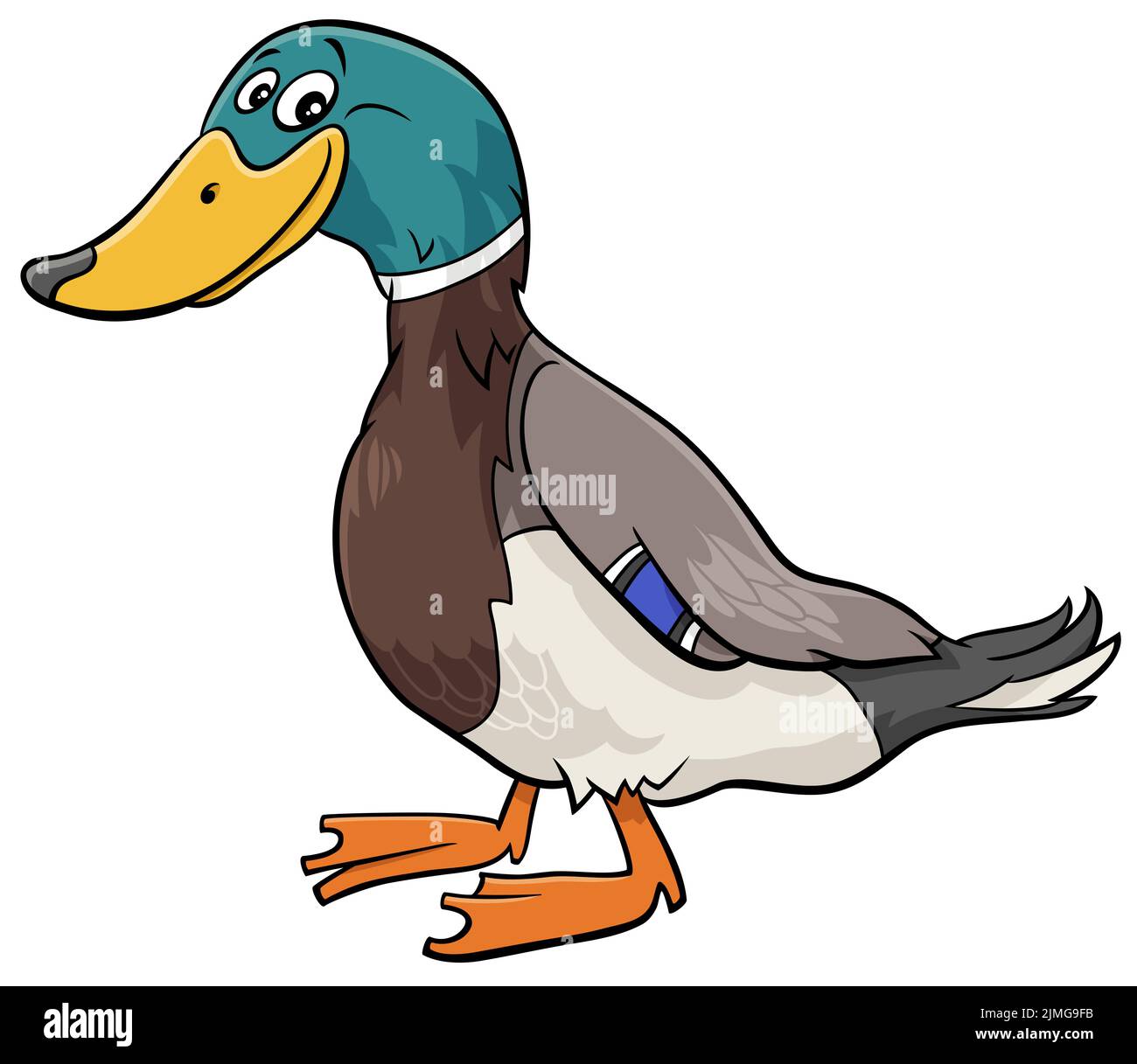 Wild duck bird animal character cartoon illustration Stock Photo - Alamy