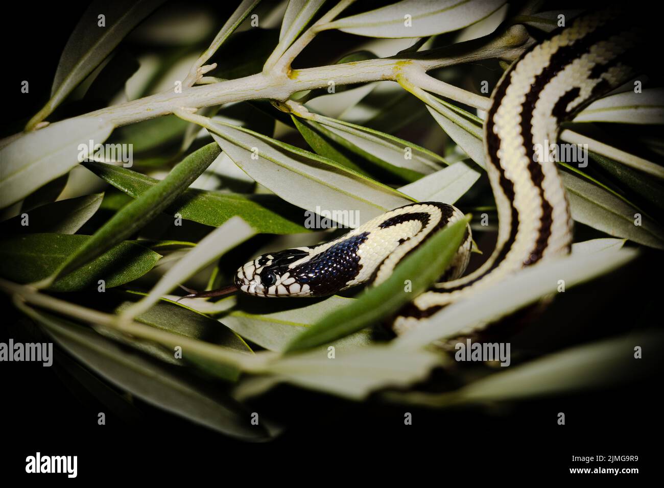 Green insect snake from hi-res stock photography and images - Alamy