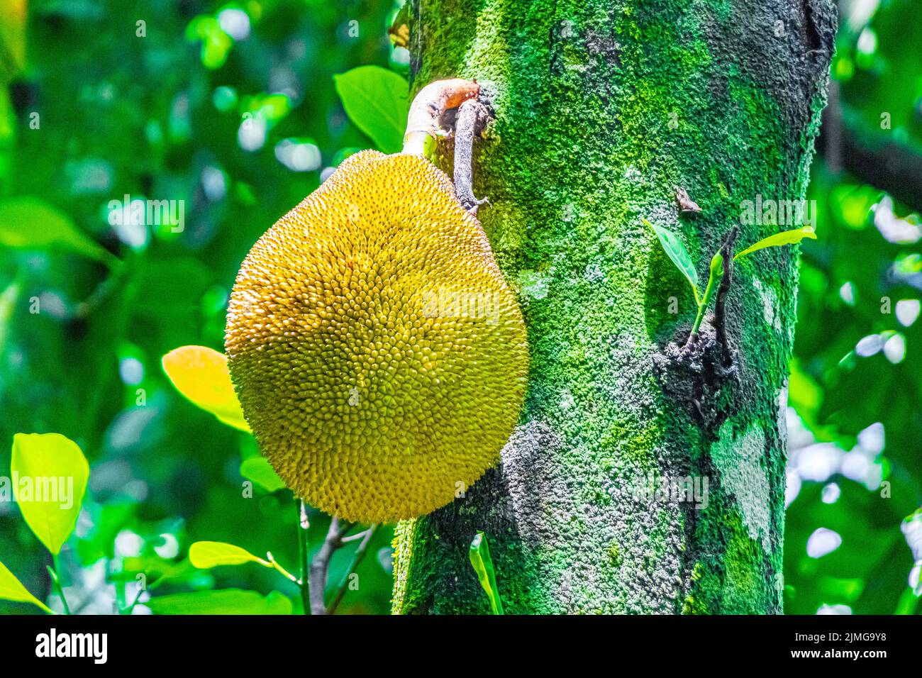Jackfruit growing on jack tree in Rio de Janeiro Brazil Stock Photo - Alamy