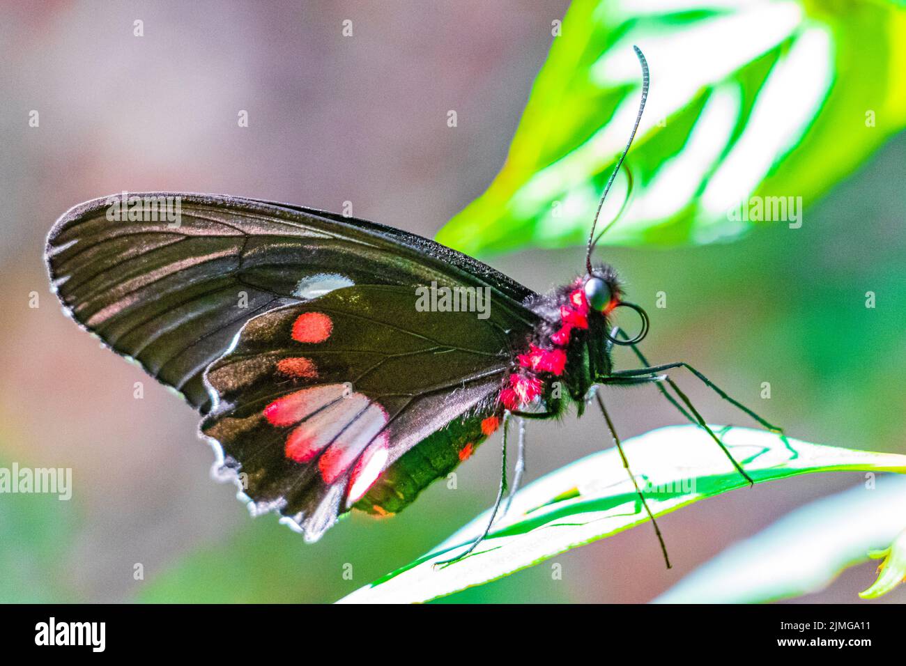 Brazil butterfly hi-res stock photography and images - Alamy