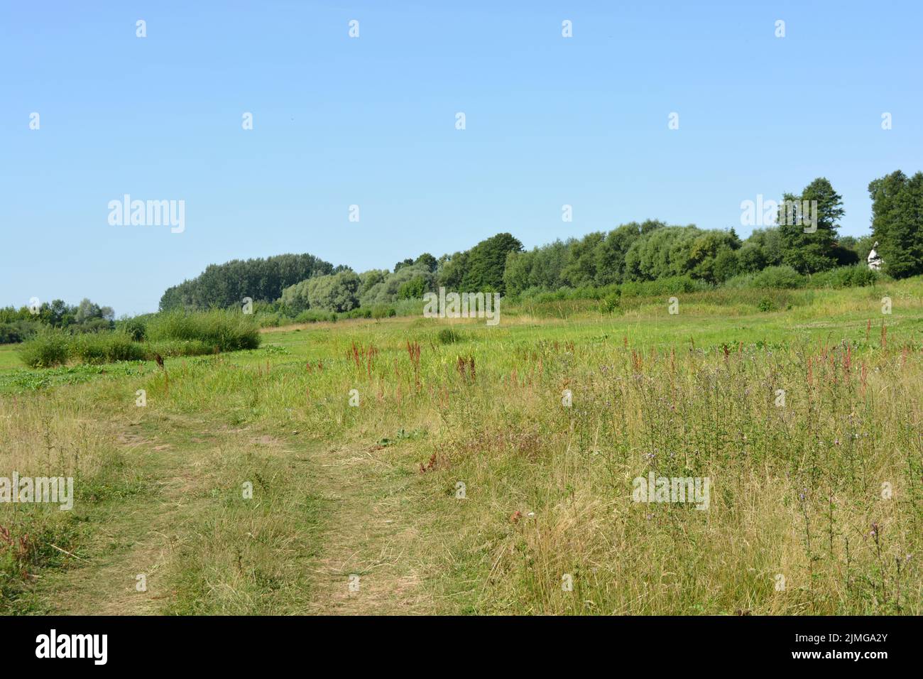 Beautiful fields, distant steppes, meadows with wild herbs, lush grass ...