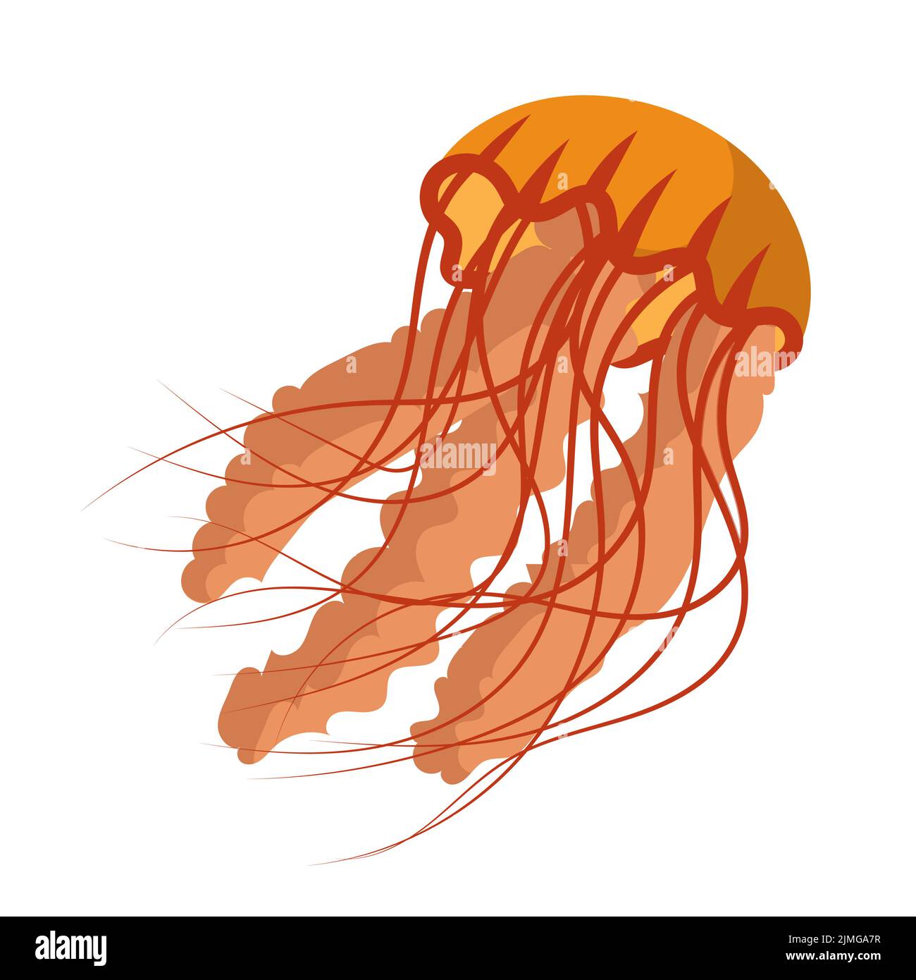 Jellyfish cartoon isolated medusa and biology jelly fish. Marine and water life animal vector ...