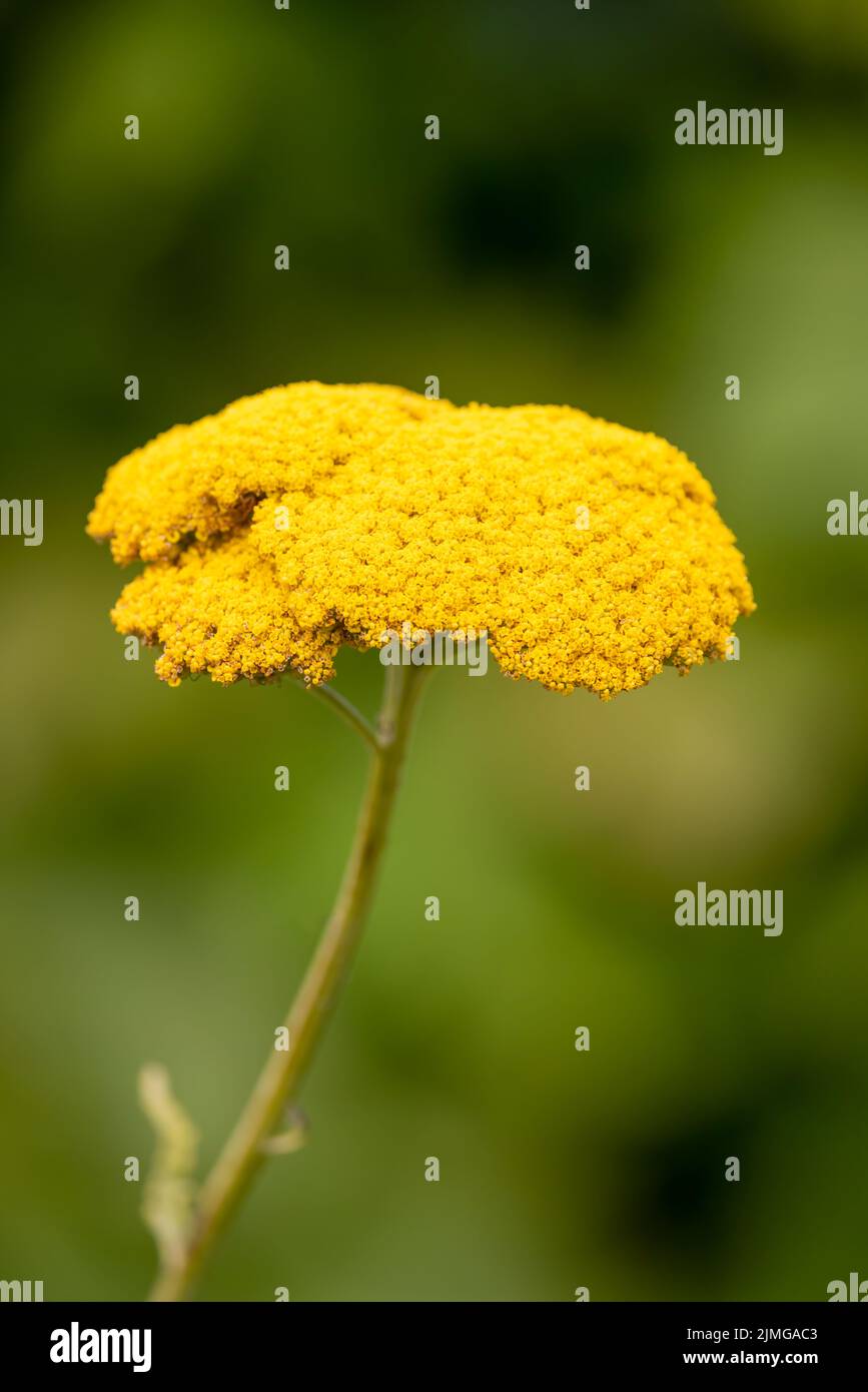The bright yellow Yarrow flower of the genus Achillea Stock Photo - Alamy