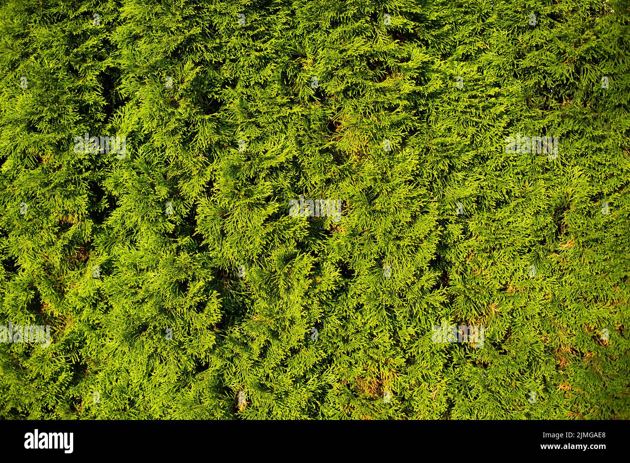 Coniferous texture. Green fence of spruce trees. Juicy green color of ...