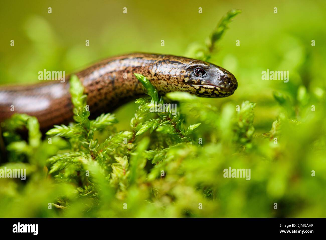 Slowworm (Anguis fragilis Stock Photo - Alamy