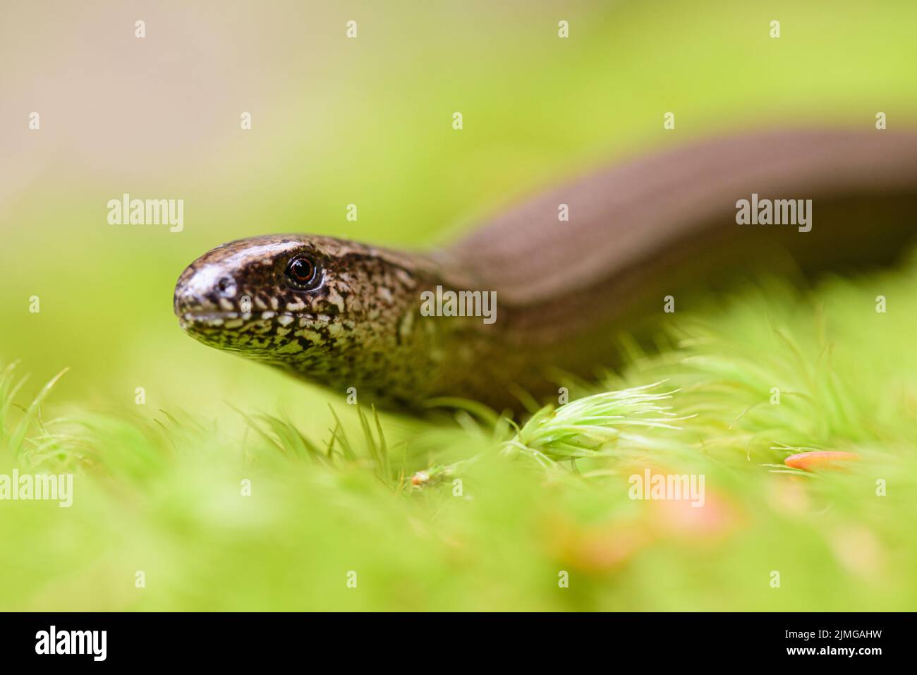 Slowworm (Anguis fragilis Stock Photo - Alamy