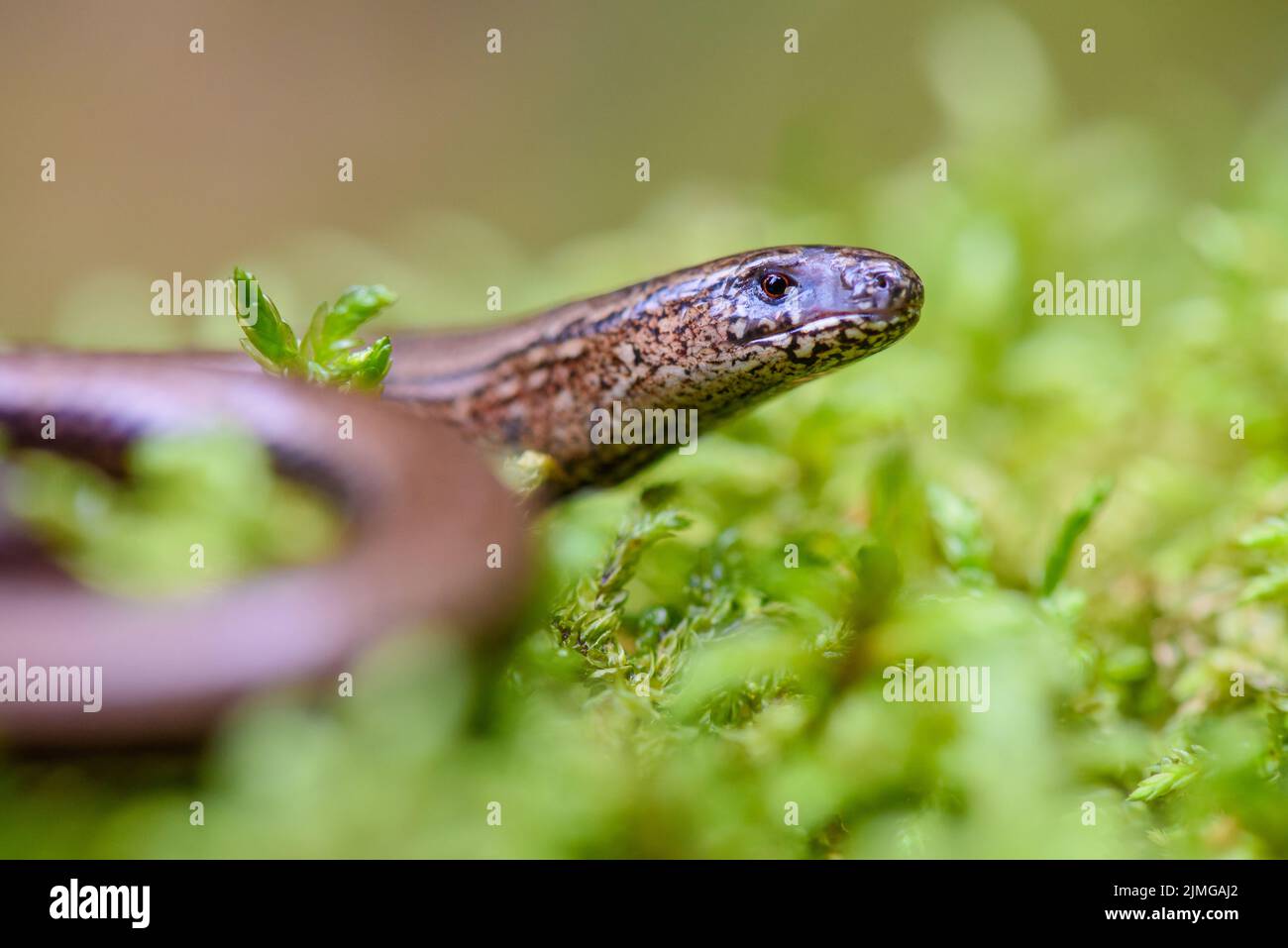 Slowworm (Anguis fragilis Stock Photo - Alamy