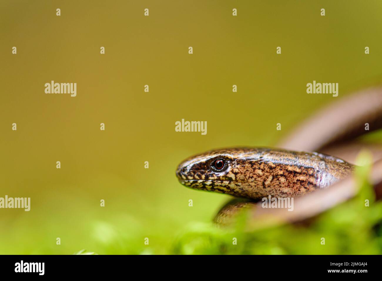Slowworm (Anguis fragilis Stock Photo - Alamy