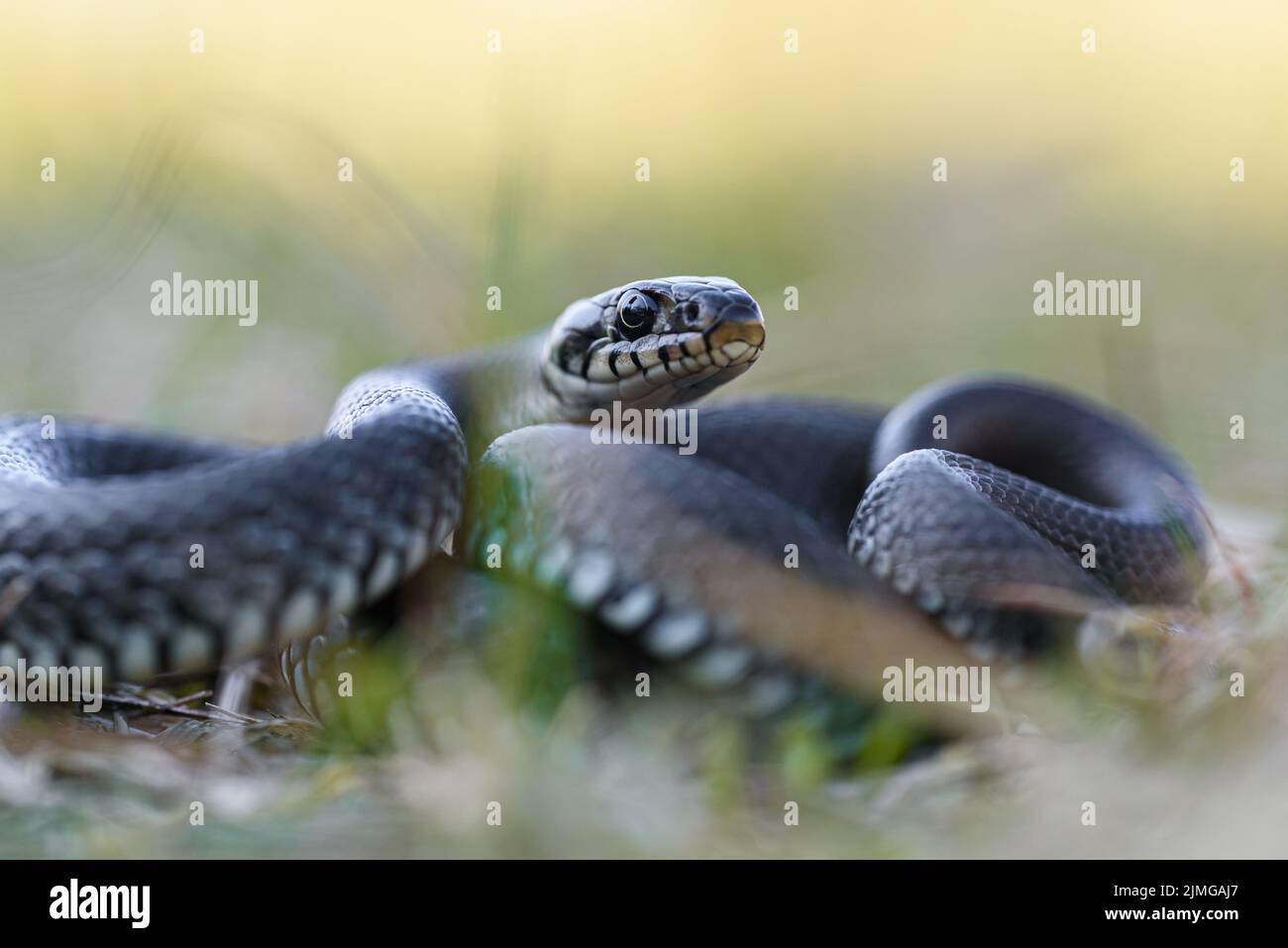 Grass Snake (Natrix natrix Stock Photo - Alamy