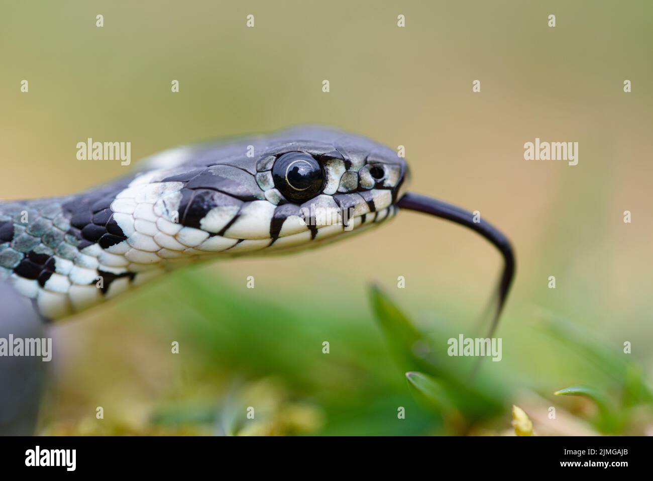 Grass Snake (Natrix natrix Stock Photo - Alamy