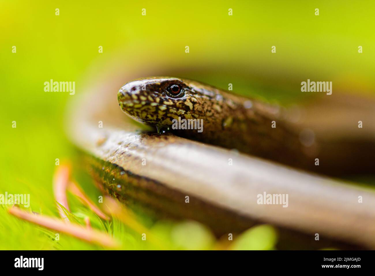Slowworm (Anguis fragilis Stock Photo - Alamy