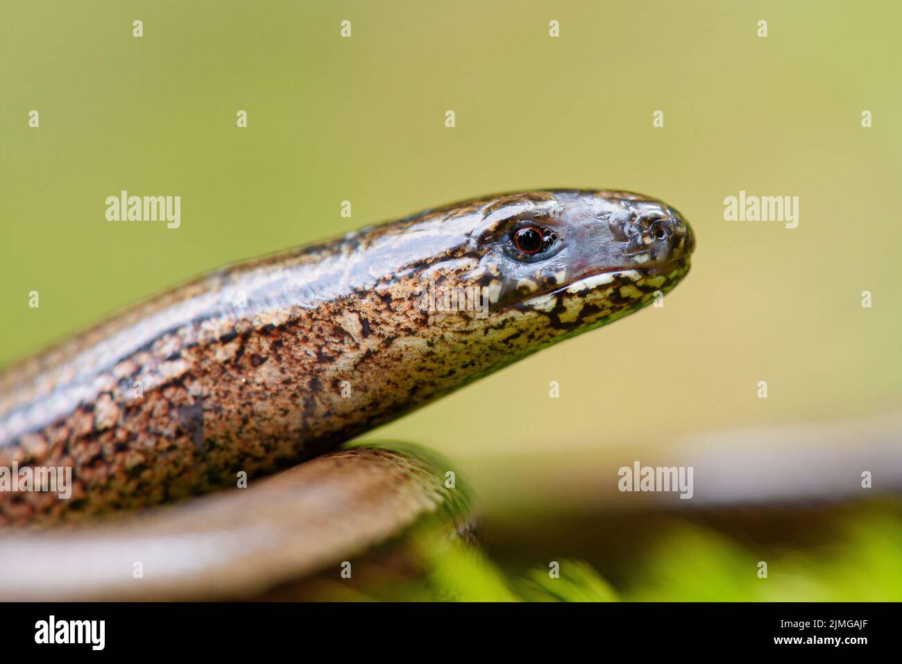 Slowworm (Anguis fragilis Stock Photo - Alamy